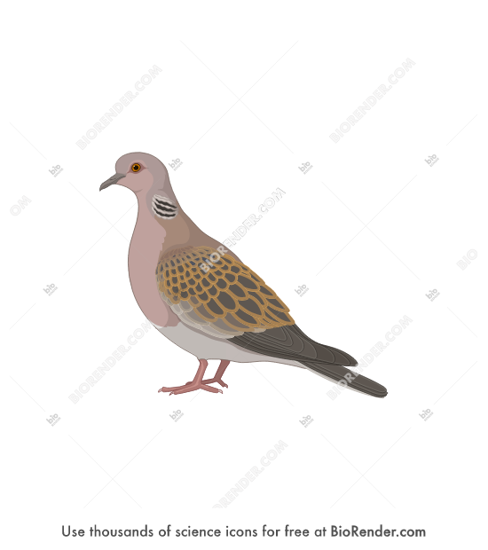 Free European turtle dove Icons, Symbols & Images | BioRender