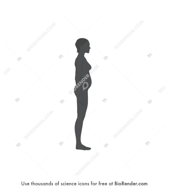 Free Pregnant mother (trimester 1) Icons, Symbols & Images | BioRender