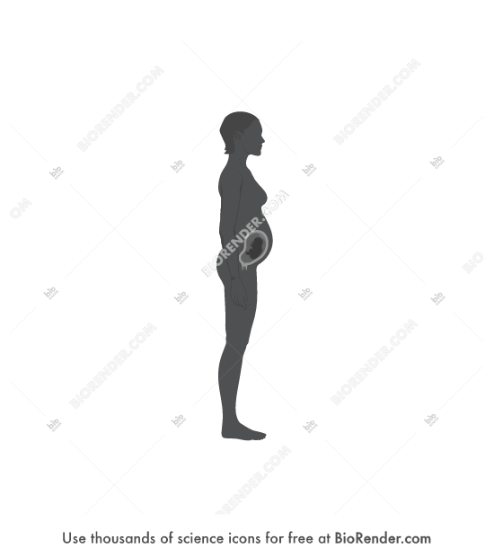 Free Pregnant mother (trimester 2) Icons, Symbols & Images | BioRender