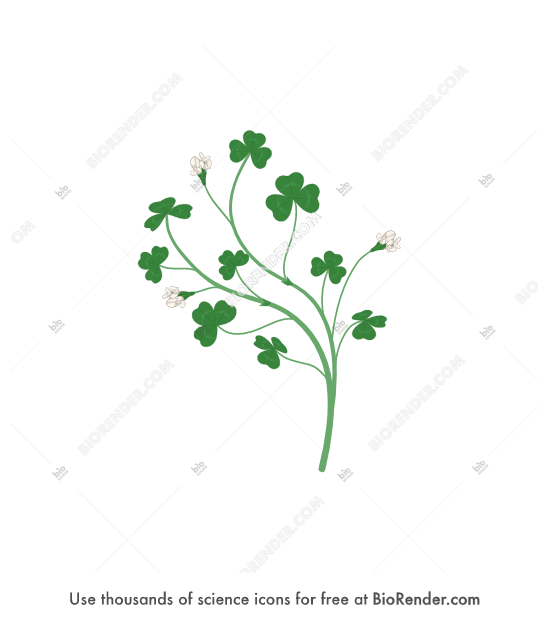 Free Subterranean clover (1) Icons, Symbols & Images | BioRender