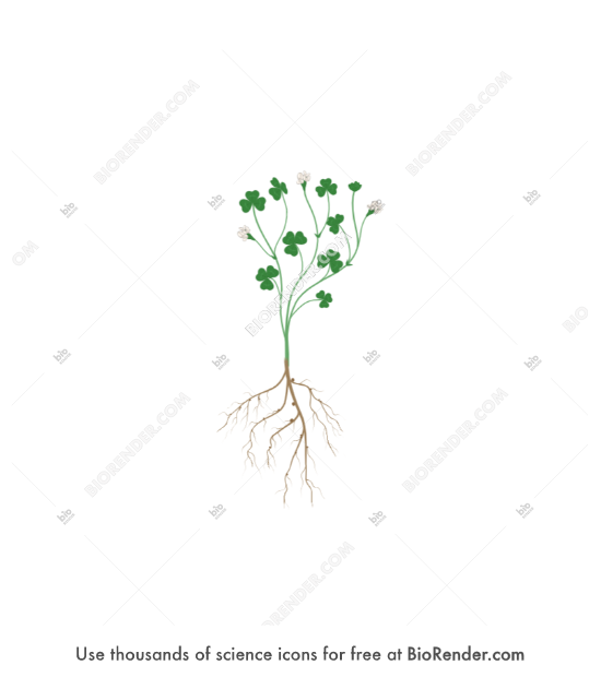 Free Subterranean clover with roots 2 Icons, Symbols & Images | BioRender