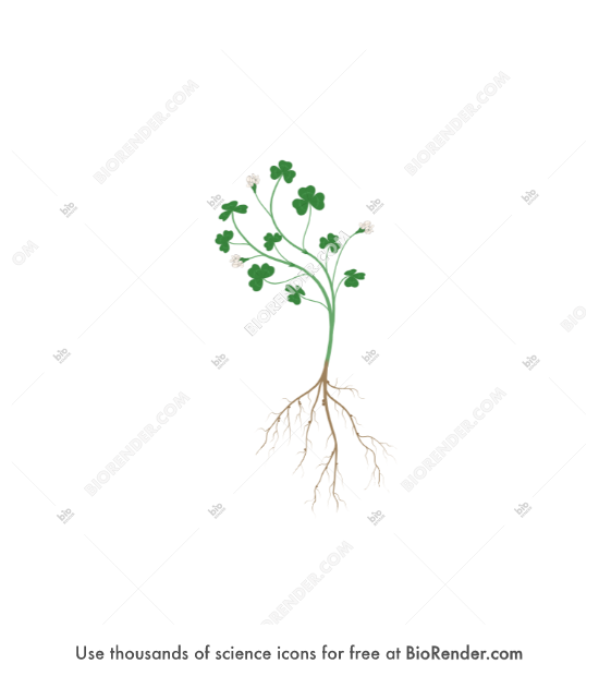 Free Subterranean clover with roots 1 Icons, Symbols & Images | BioRender