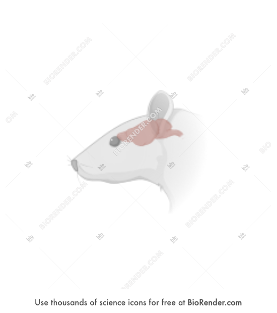 Free Rat head (with lateral brain) Icons, Symbols & Images | BioRender