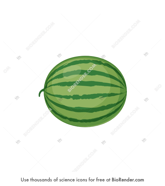 Free Watermelon Icons, Symbols & Images | BioRender