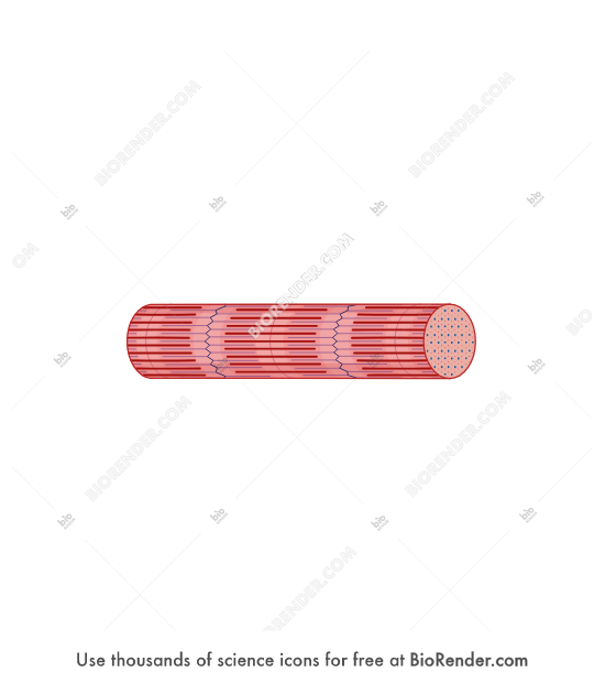 Free Myofibril section Icons, Symbols & Images | BioRender