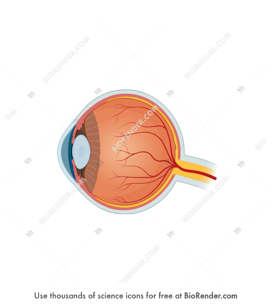 Free Eye (retinopathy, vaso-obliteration) Icons, Symbols & Images ...