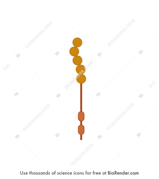 Free Stem cell factor receptor (c-KIT) Icons, Symbols & Images | BioRender