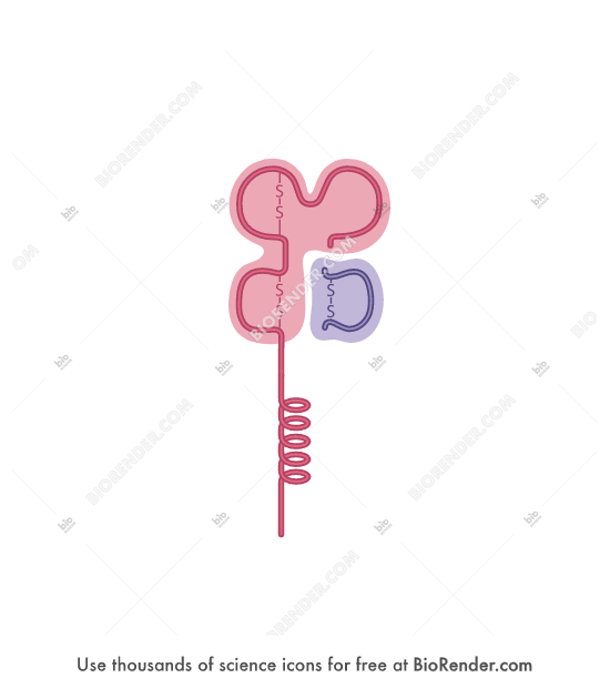 Free HLA class 1 Icons, Symbols & Images | BioRender