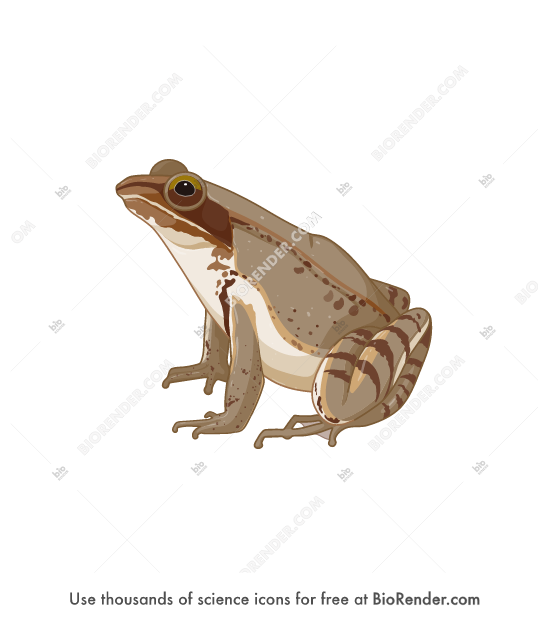 Free Frog (Wood frog, Rana sylvatica) Icons, Symbols & Images | BioRender