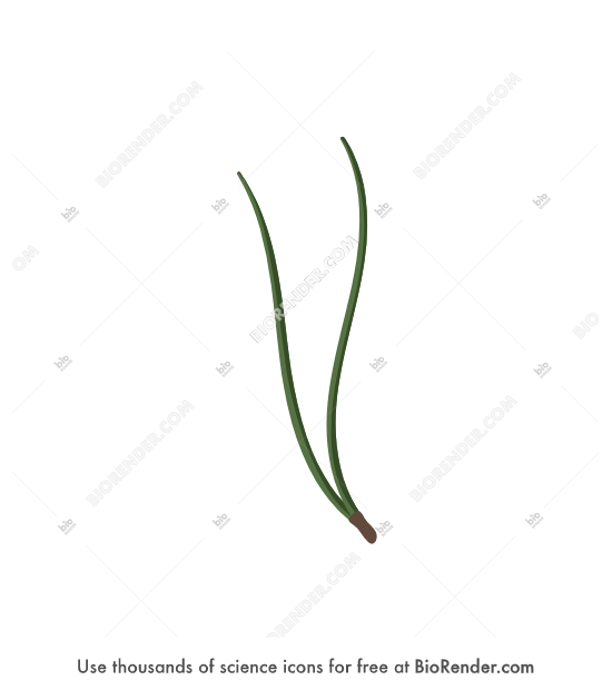 Free Leaf (pine needle) Icons, Symbols & Images | BioRender