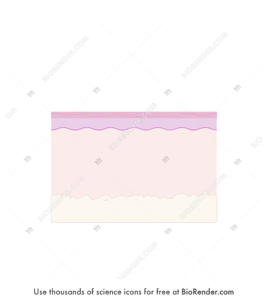 Free Skin epithelium Icons, Symbols & Images | BioRender
