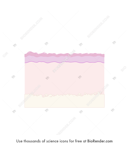 Free Skin epithelium (fibrosis, stage 1) Icons, Symbols & Images ...