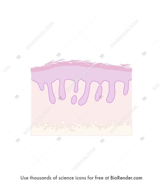 Free Skin epithelium (fibrosis, stage 2) Icons, Symbols & Images ...