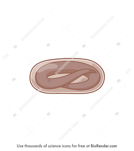 Free Root-knot nematode (juvenile stage 1) Icons, Symbols & Images ...