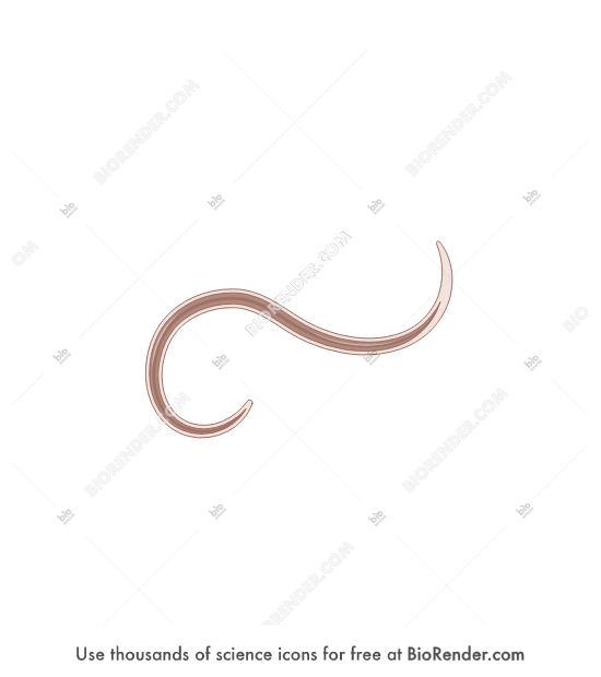 Free Root-knot nematode (juvenile stage 2) Icons, Symbols & Images ...