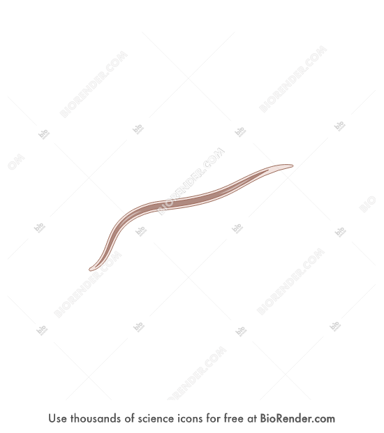 Free Root-knot nematode (adult male) Icons, Symbols & Images | BioRender