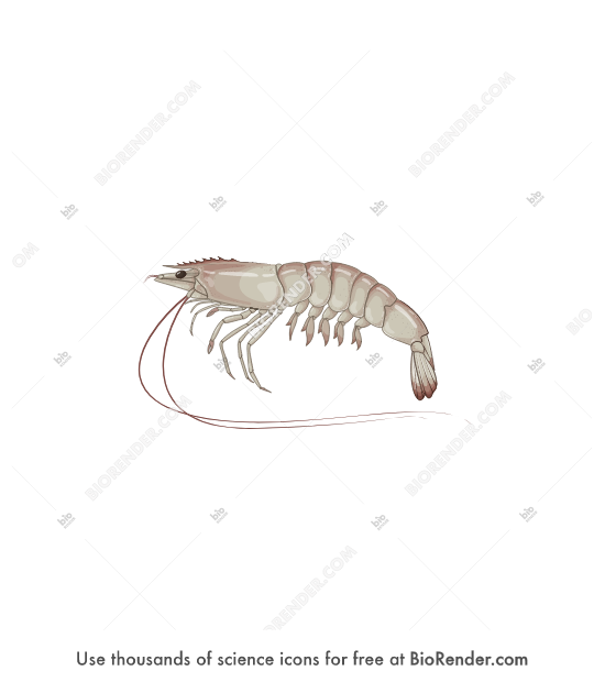 Free Whiteleg shrimp Icons, Symbols & Images | BioRender