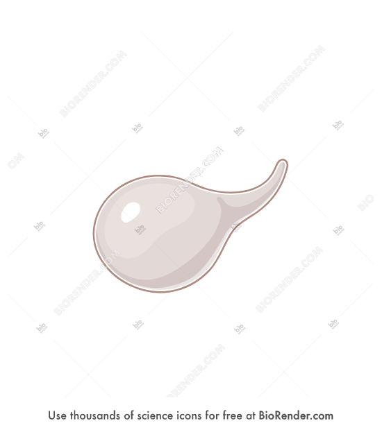 Free Root-knot nematode (adult female) Icons, Symbols & Images | BioRender