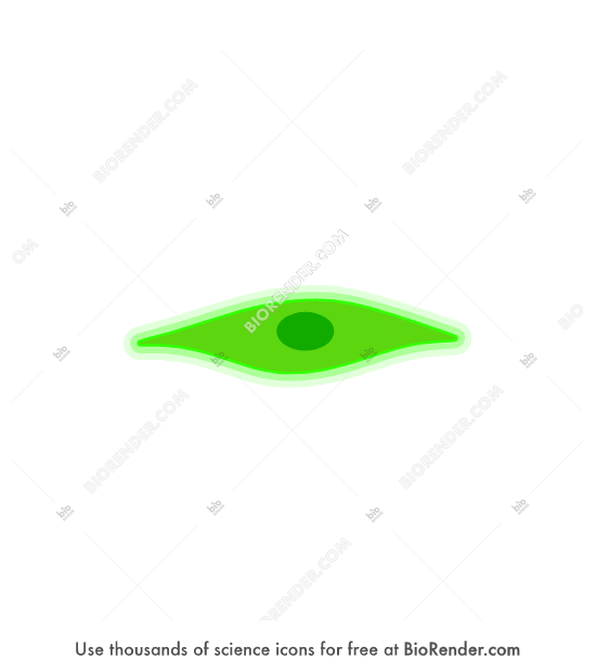 Free Cell (spindle, fluorescent) Icons, Symbols & Images | BioRender