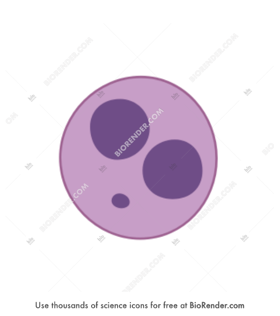 Free Micronucleated cell Icons, Symbols & Images | BioRender