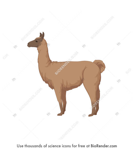 Free LLama Icons, Symbols & Images | BioRender