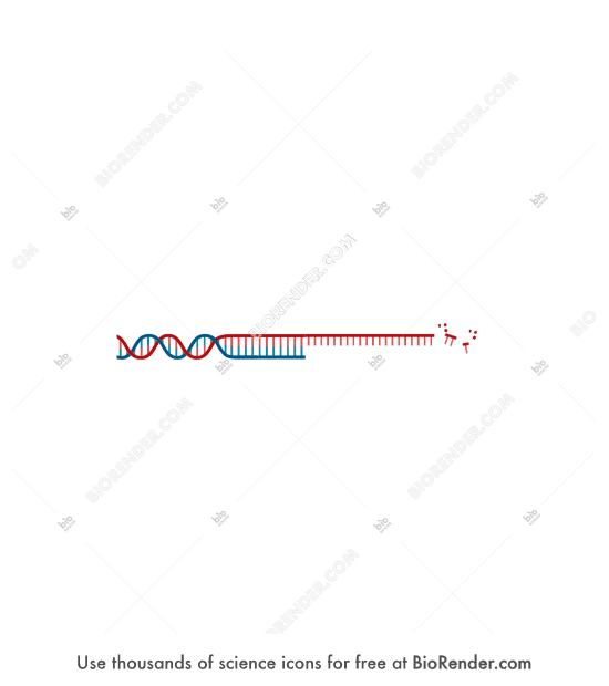 Free DNA overhang with damage Icons, Symbols & Images | BioRender