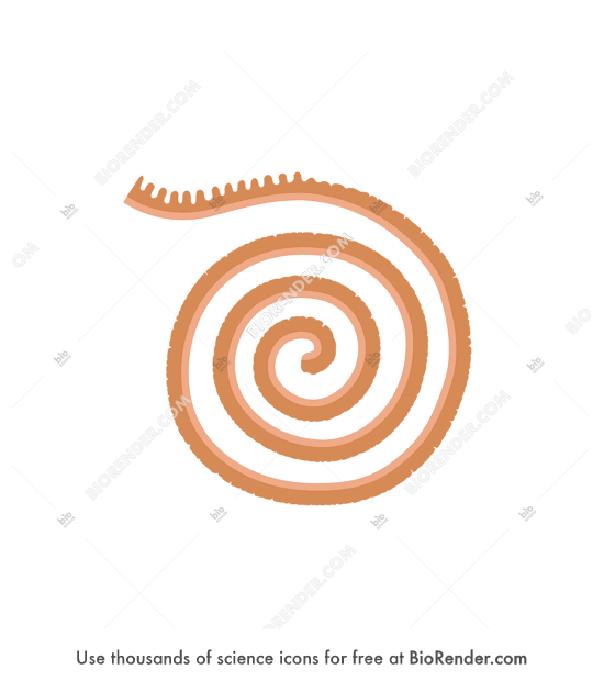 Free Swiss roll intestine (colon) Icons, Symbols & Images | BioRender