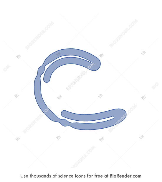 Free C. Elegans (gonad arm) Icons, Symbols & Images | BioRender