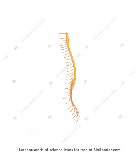 Free Spinal cord (lateral with nerves) Icons, Symbols & Images | BioRender