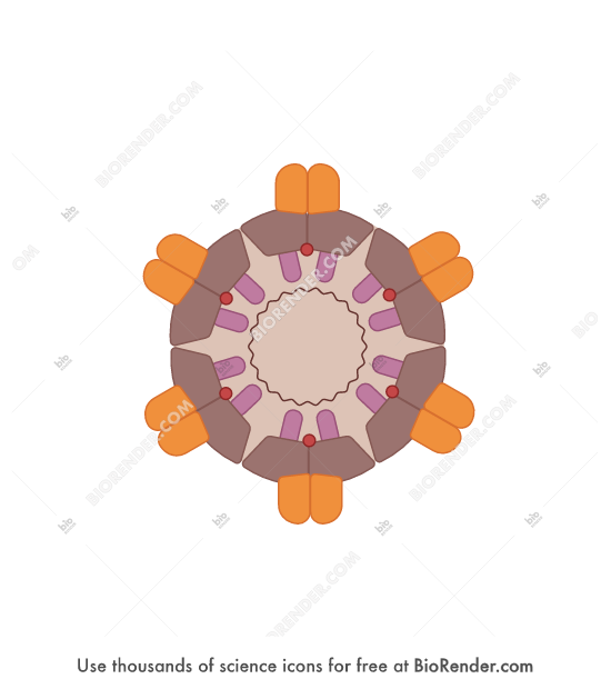 Free Phi X 174 bacteriophage (2D) Icons, Symbols & Images | BioRender