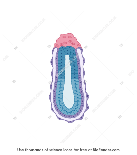 Free Mouse development (E6, post-implantation embryo) Icons, Symbols ...
