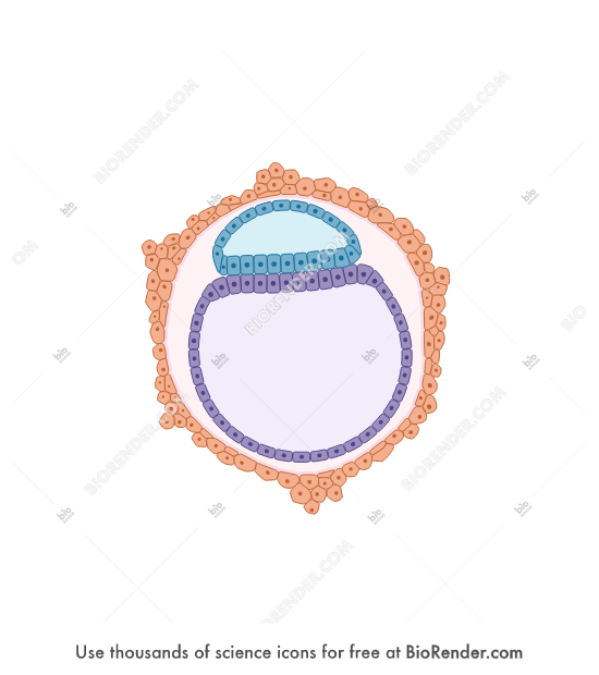 Free Human embryo (post-implantation, E12) Icons, Symbols & Images ...