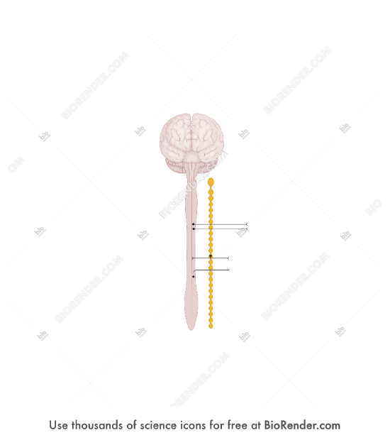 Free Sympathetic nervous system schematic 1 Icons, Symbols & Images ...