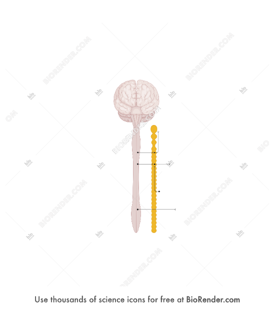 Free Sympathetic nervous system schematic 2 Icons, Symbols & Images ...