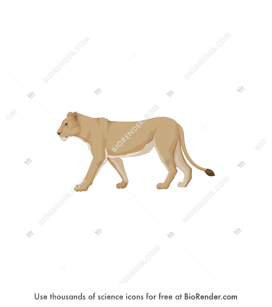 Free African lion (Panthera leo melanochaita, female) Icons, Symbols ...