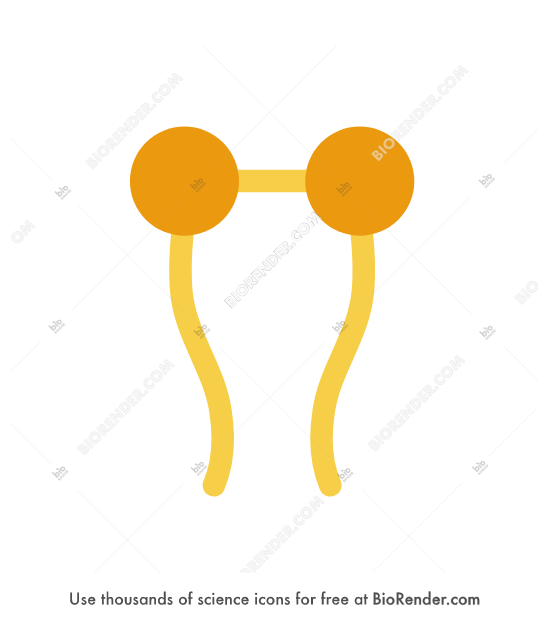 Free Surfactant (monomer, gemini) Icons, Symbols & Images | BioRender
