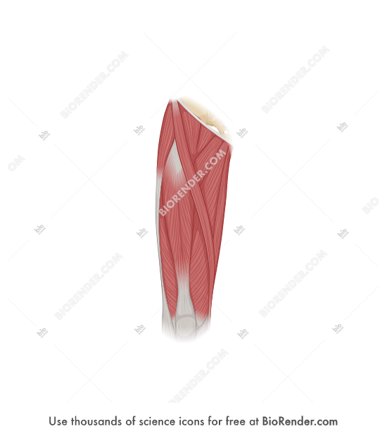 Free Thigh muscles Icons, Symbols & Images | BioRender