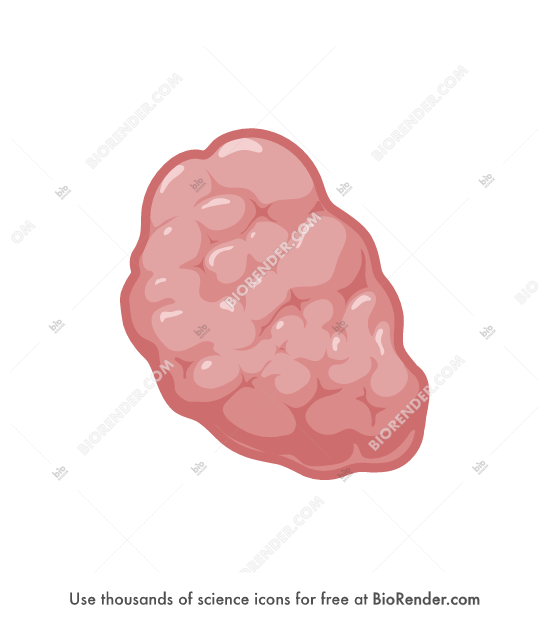 Free Tonsil Icons, Symbols & Images | BioRender