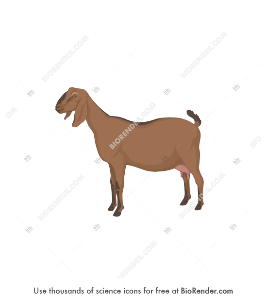 Free Goat (Nubian) Icons, Symbols & Images | BioRender