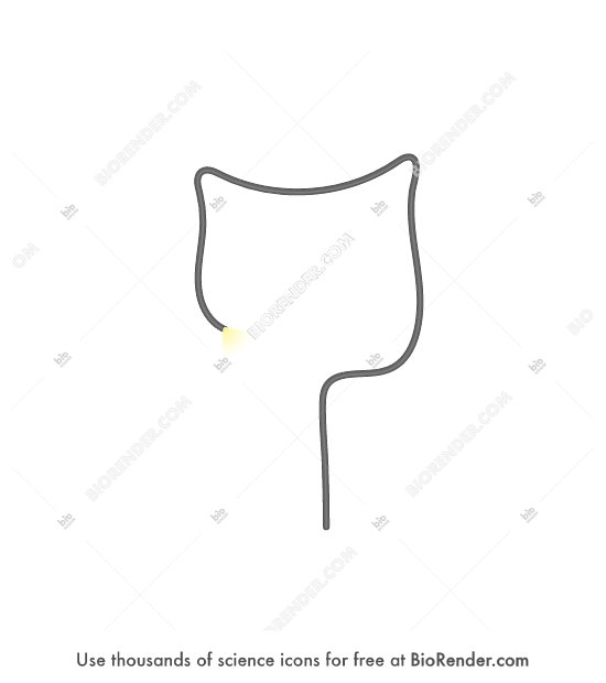 Free Endoscope (colonoscopy) Icons, Symbols & Images | BioRender