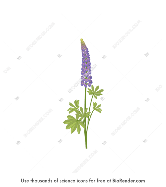 Free Pearl lupin (Lupinus mutabilis) Icons, Symbols & Images | BioRender