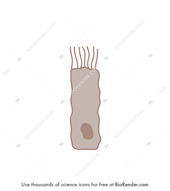 Free Ciliated epithelial cell 1 (damaged) Icons, Symbols & Images ...