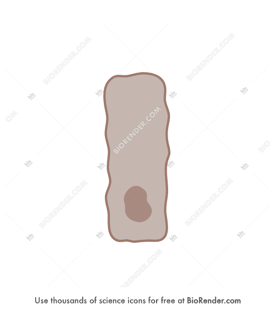 Free Pseudostratified epithelial cell 1 (damaged) Icons, Symbols ...