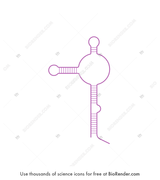 Free Y RNA Icons, Symbols & Images | BioRender