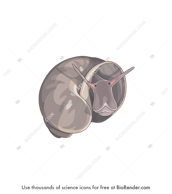 Free Snail (Bulinus wrighti) Icons, Symbols & Images | BioRender
