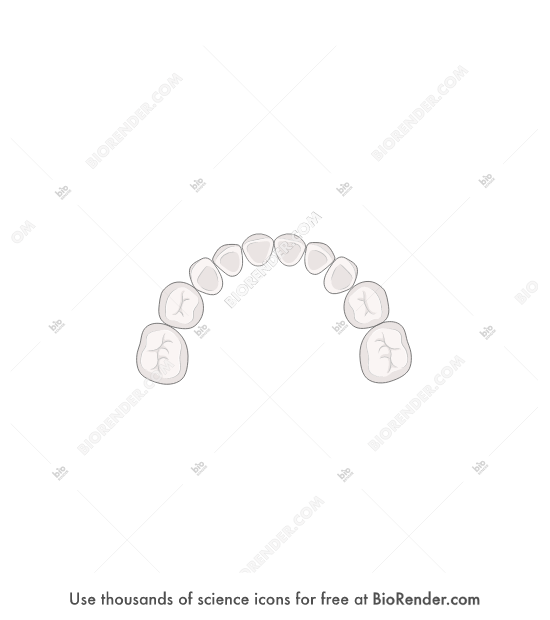 Free Dentition (primary, upper, teeth only) Icons, Symbols & Images ...