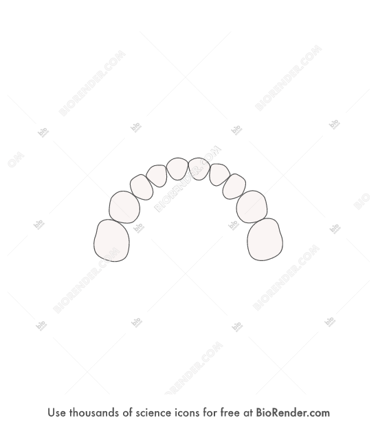 Free Dentition (primary, upper, schematic, teeth only) Icons, Symbols ...