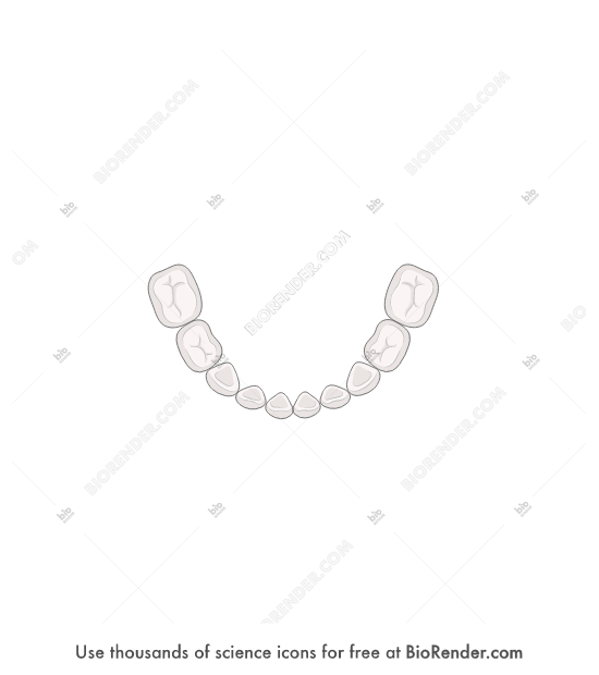 Free Dentition (primary, lower, teeth only) Icons, Symbols & Images ...