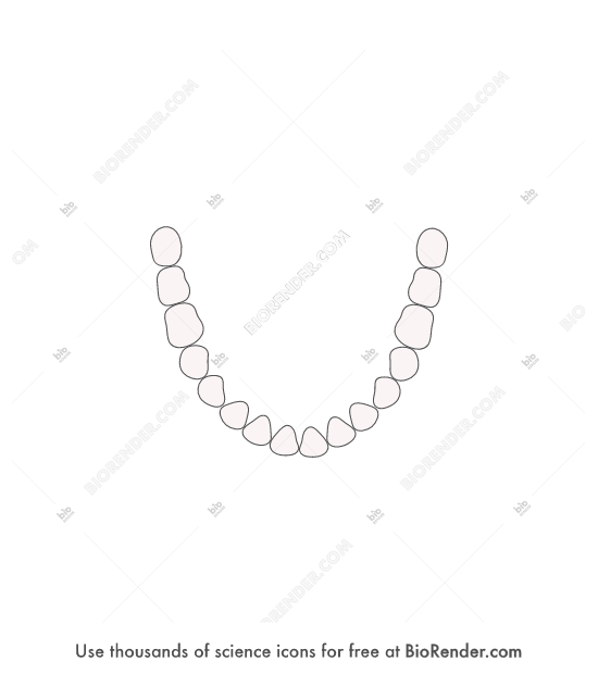 Free Dentition (permanent, lower, schematic, teeth only) Icons, Symbols ...