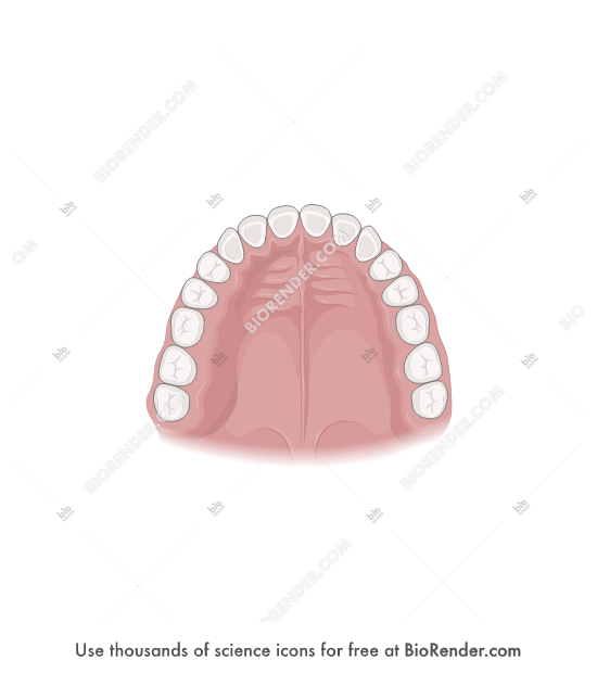 Free Dentition (permanent, upper) Icons, Symbols & Images | BioRender
